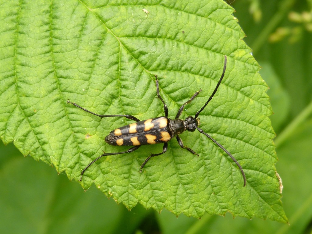 Longhorn Beetle Recording Scheme – Flauna Ecology